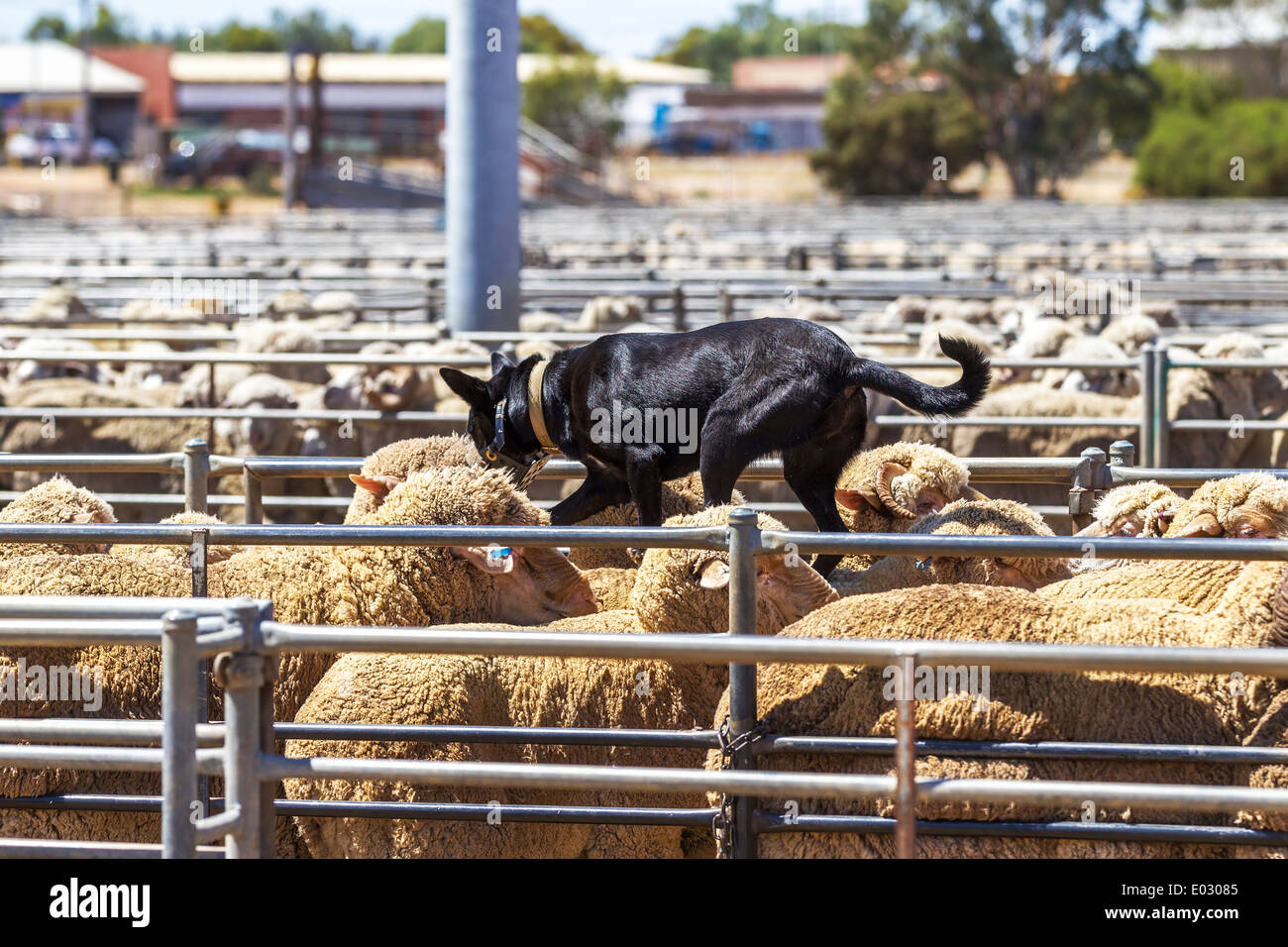 Katanning Saleyard Complex, the largest sheep selling centre in Western ...