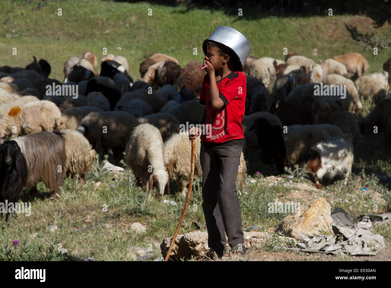Beirut Lebanon. 30th April A boy wearing a metal pan herds sheep and ...