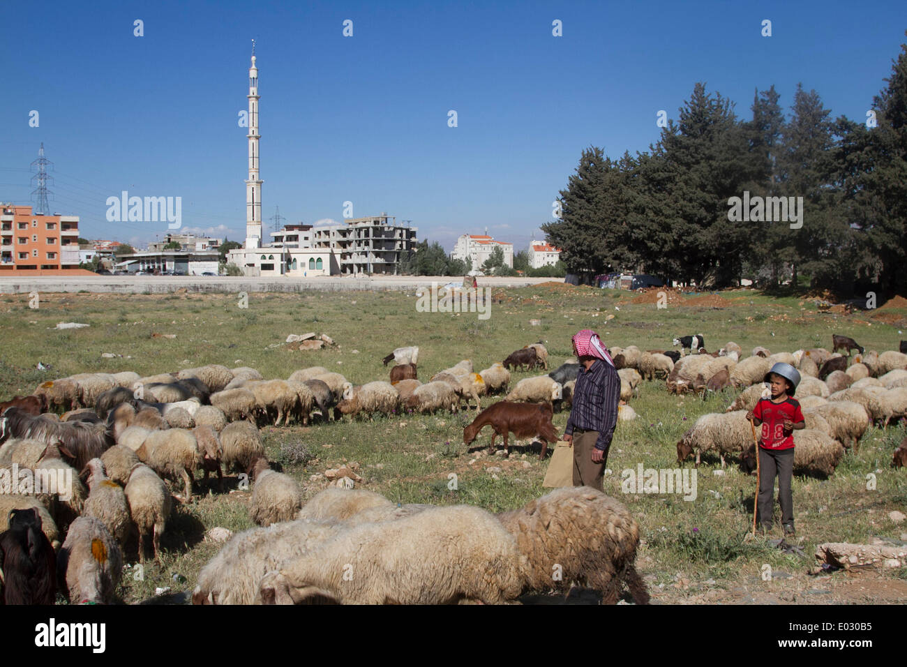 Beirut Lebanon. 30th April A boy wearing a metal pan herds sheep and ...