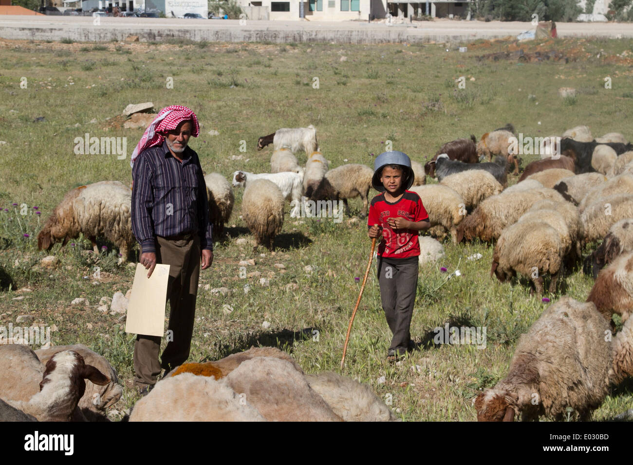 Beirut Lebanon. 30th April A boy wearing a metal pan herds sheep and ...