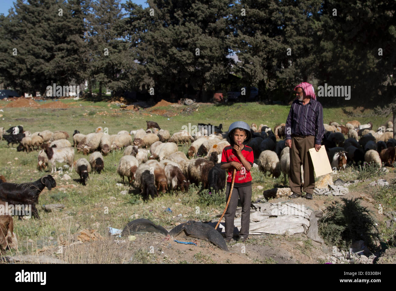 Beirut Lebanon. 30th April A boy wearing a metal pan herds sheep and ...