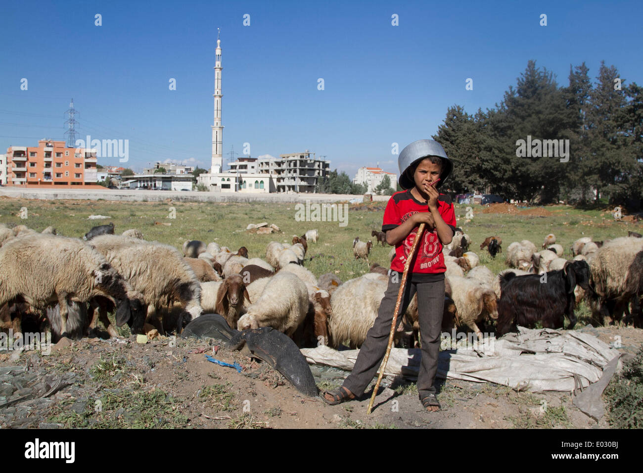 Beirut Lebanon. 30th April A boy wearing a a metal pan herds his sheep ...