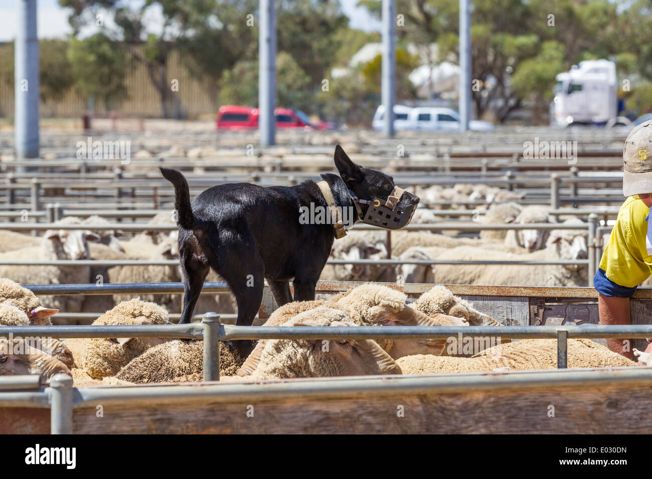 Katanning Saleyard Complex, the largest sheep selling centre in Western ...
