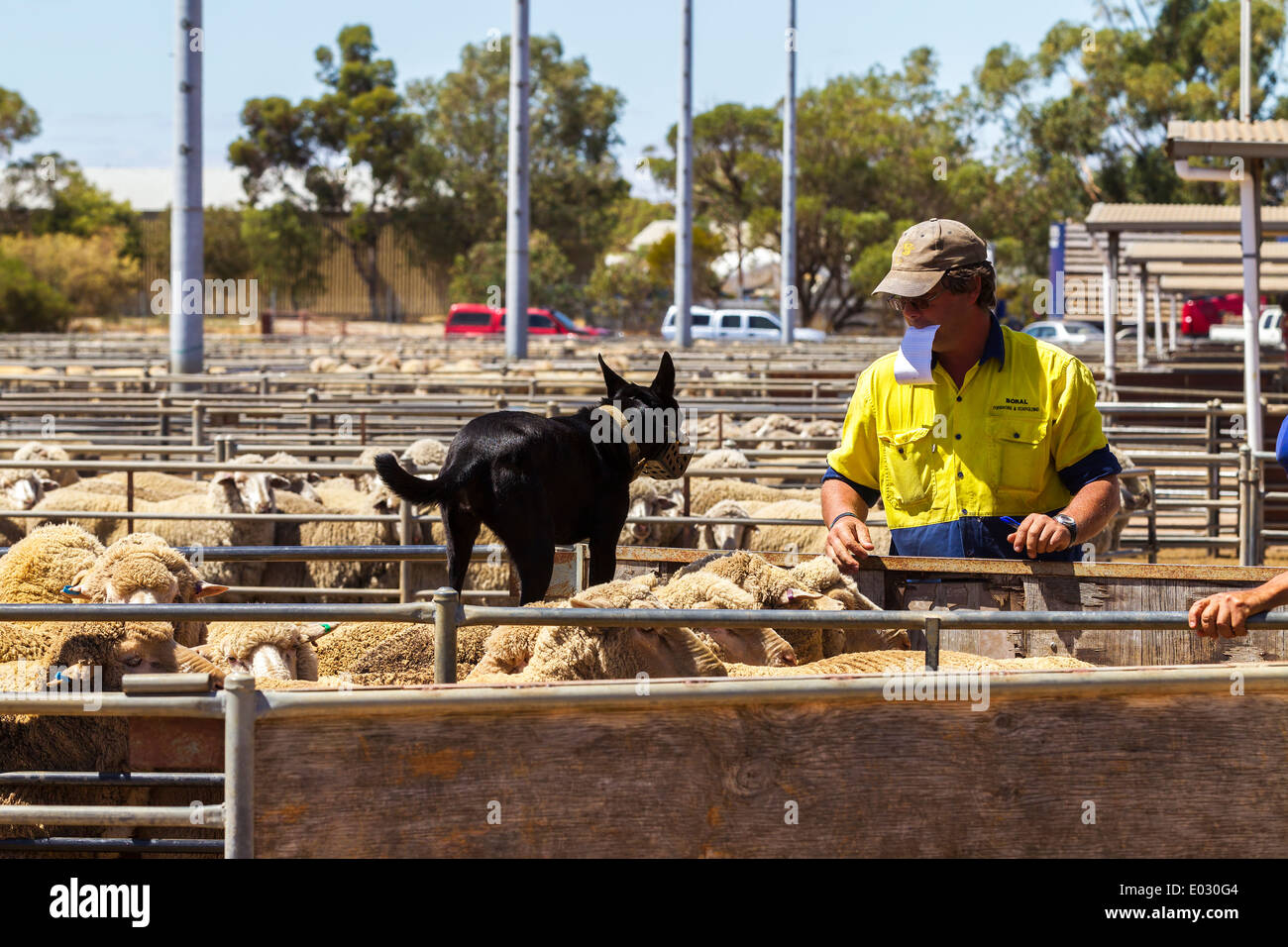 Katanning Saleyard Complex, the largest sheep selling centre in Western ...