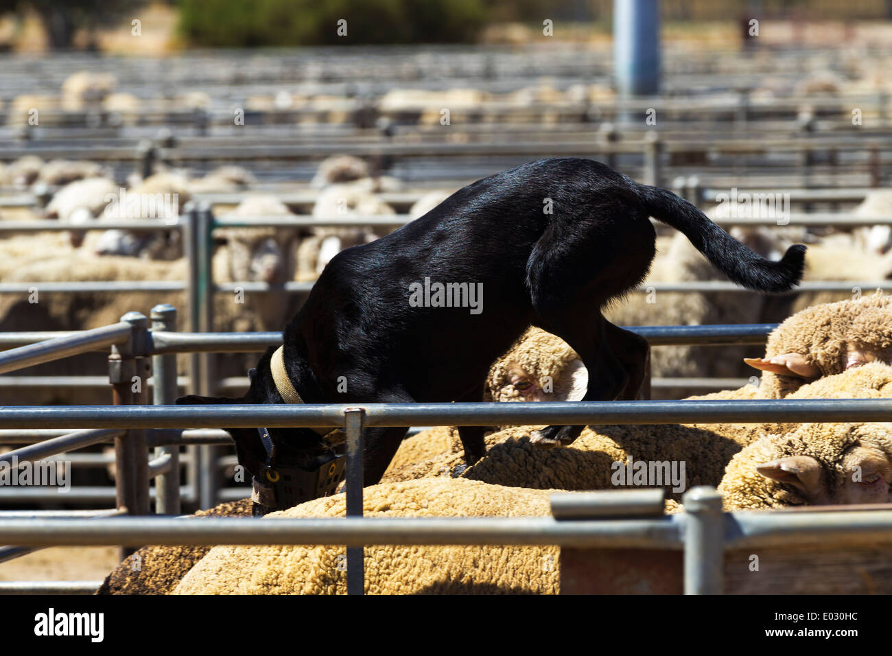 Katanning Saleyard Complex, the largest sheep selling centre in Western ...