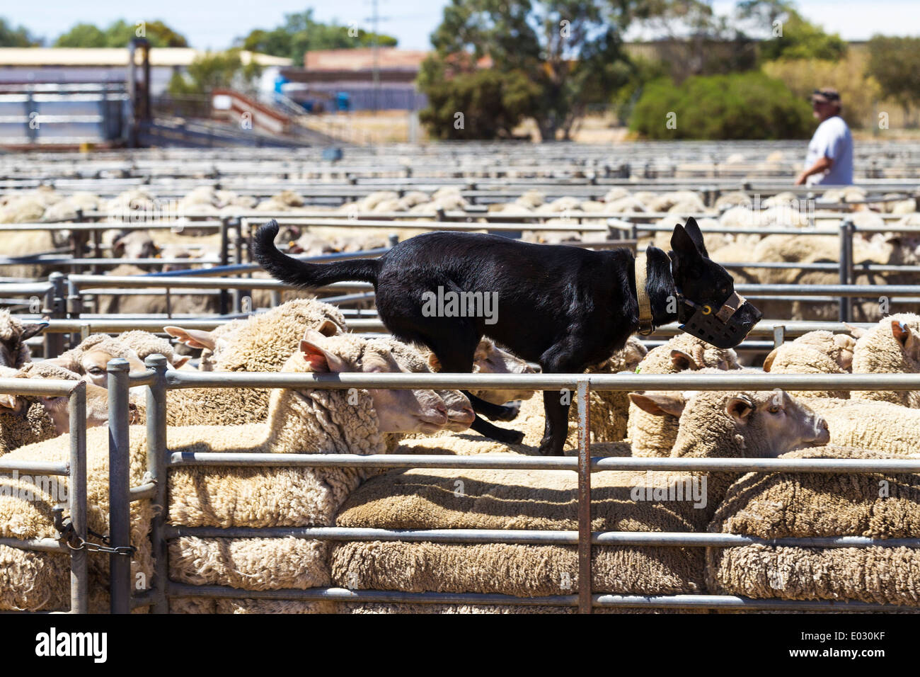 Katanning Saleyard Complex, the largest sheep selling centre in Western ...