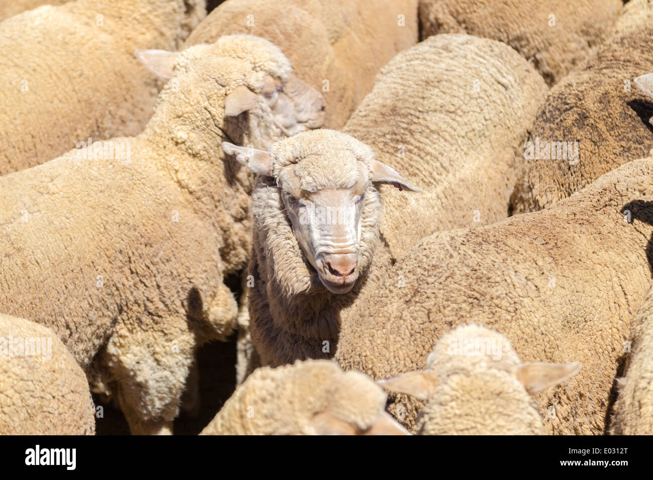 Katanning Saleyard Complex, the largest sheep selling centre in Western ...
