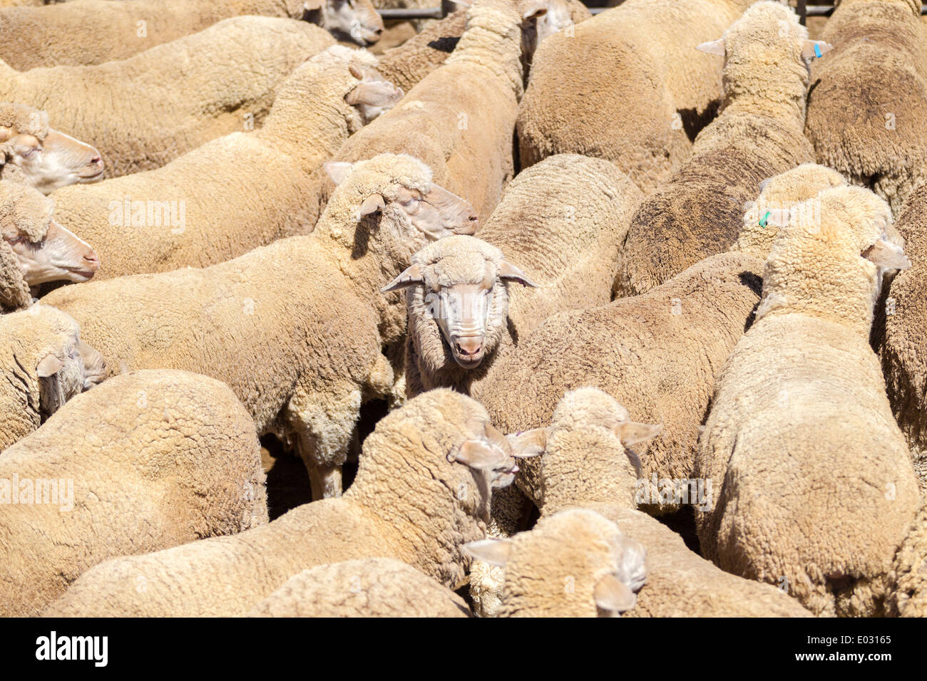 Katanning Saleyard Complex, the largest sheep selling centre in Western ...