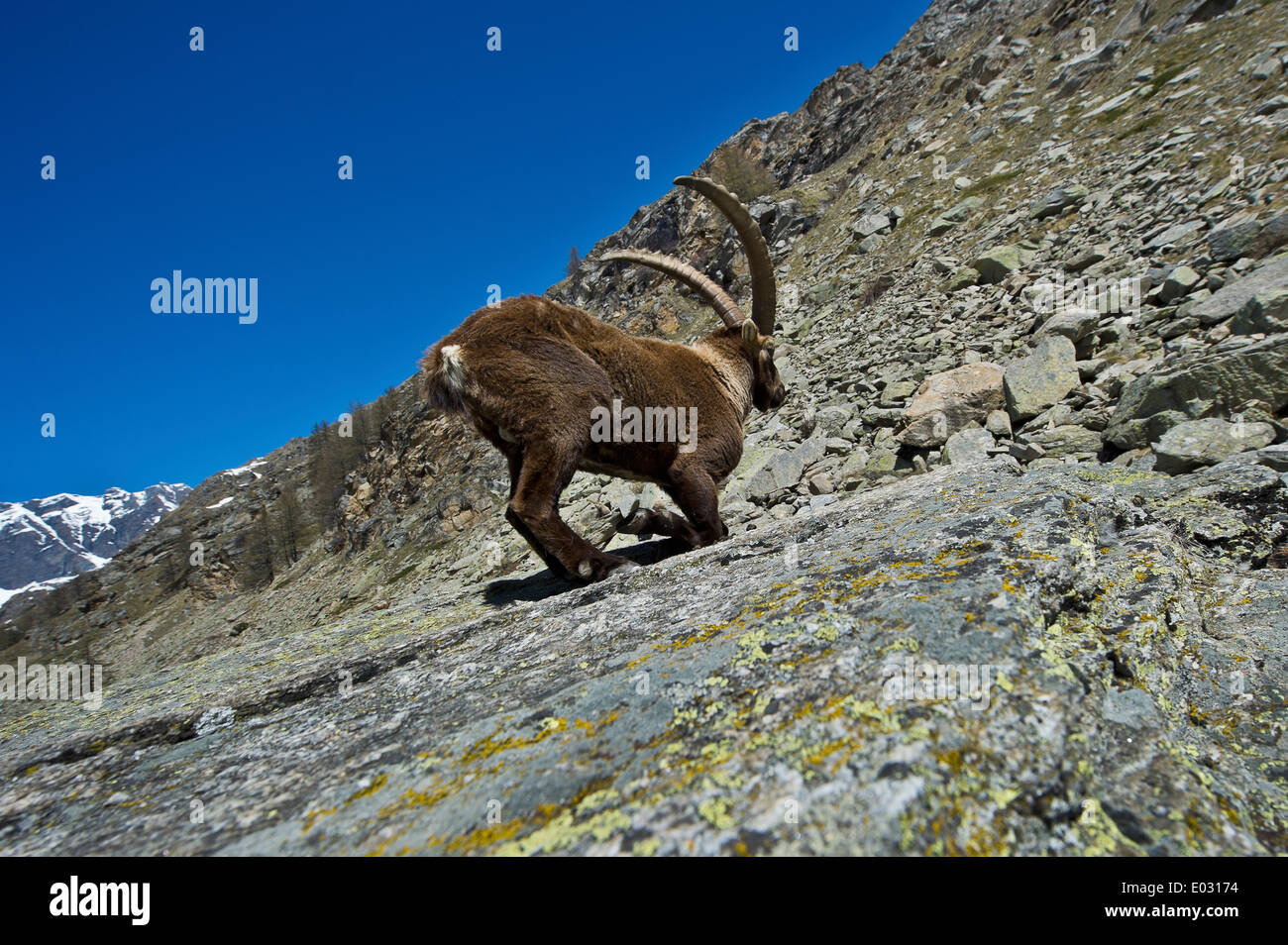 Kneeling ibex hi-res stock photography and images - Alamy