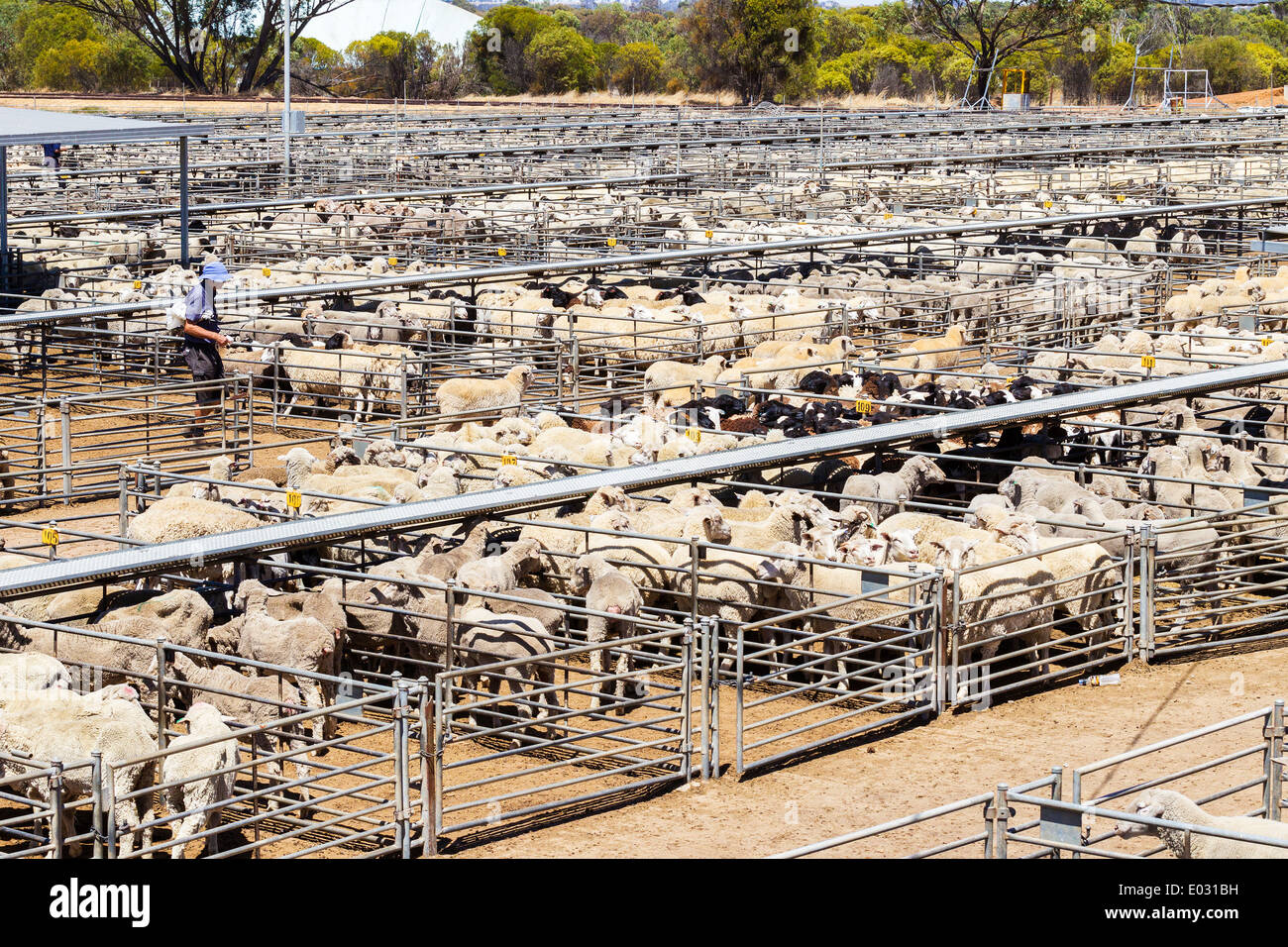 Katanning Saleyard Complex, the largest sheep selling centre in Western ...