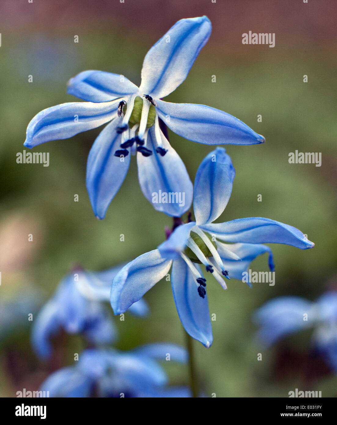 Siberian Squill Scilla siberica Haw. in extreme closeup in Kurzeme ...