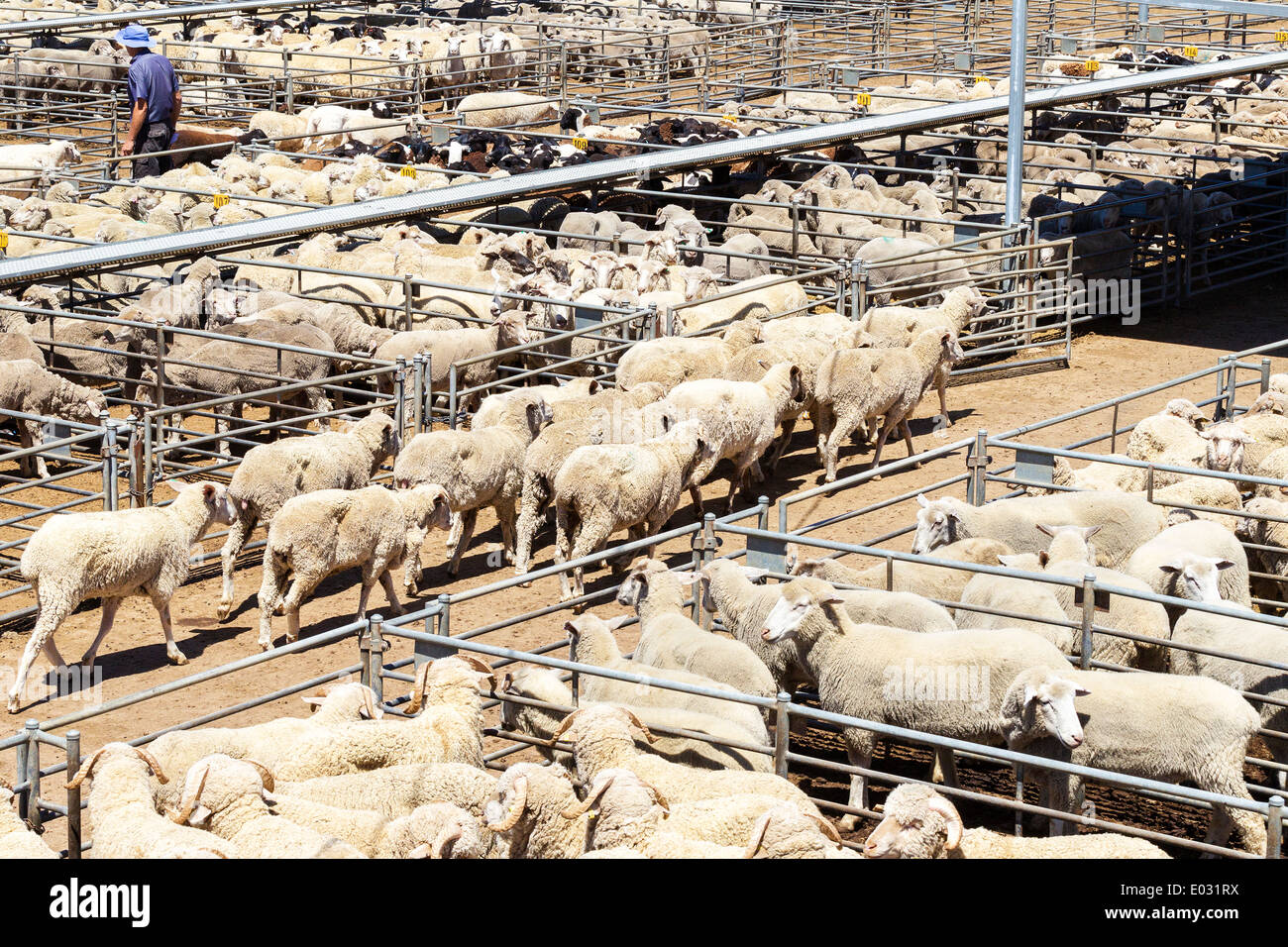Katanning Saleyard Complex, the largest sheep selling centre in Western ...
