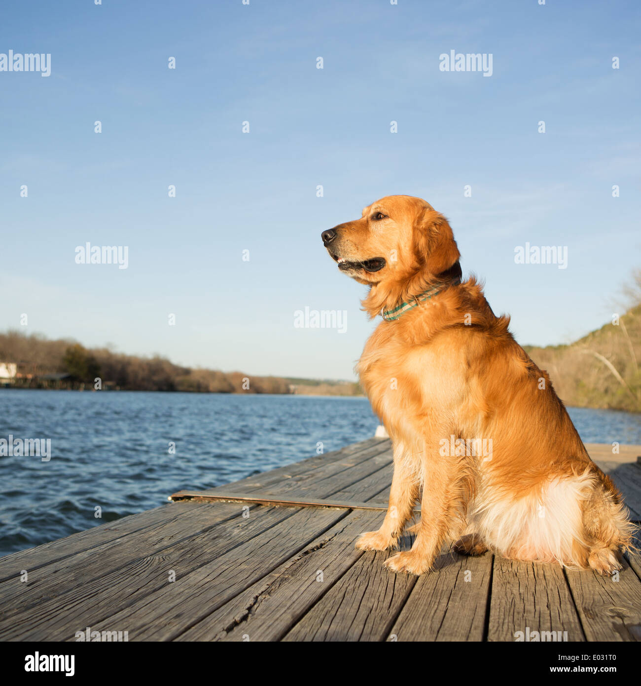 Golden retriever side view hi-res stock photography and images - Alamy