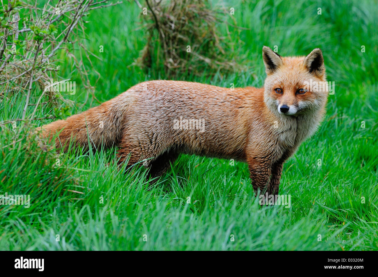 Red fox mammal hi-res stock photography and images - Alamy