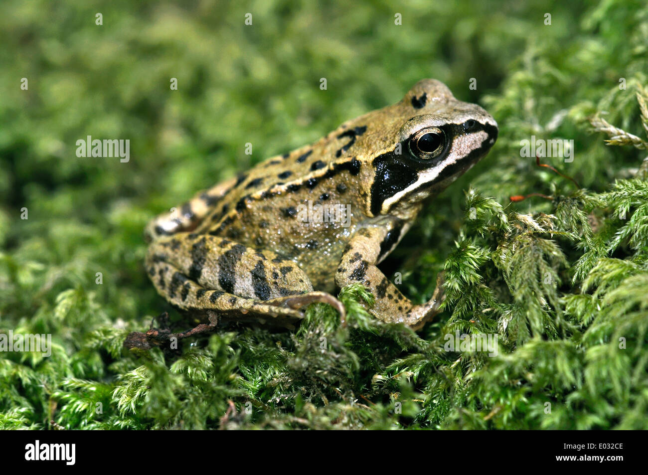 Common familiar visitor hi-res stock photography and images - Alamy