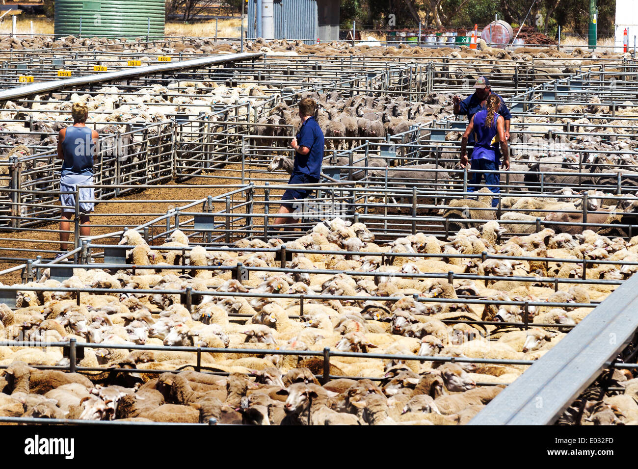 Katanning Saleyard Complex, the largest sheep selling centre in Western ...
