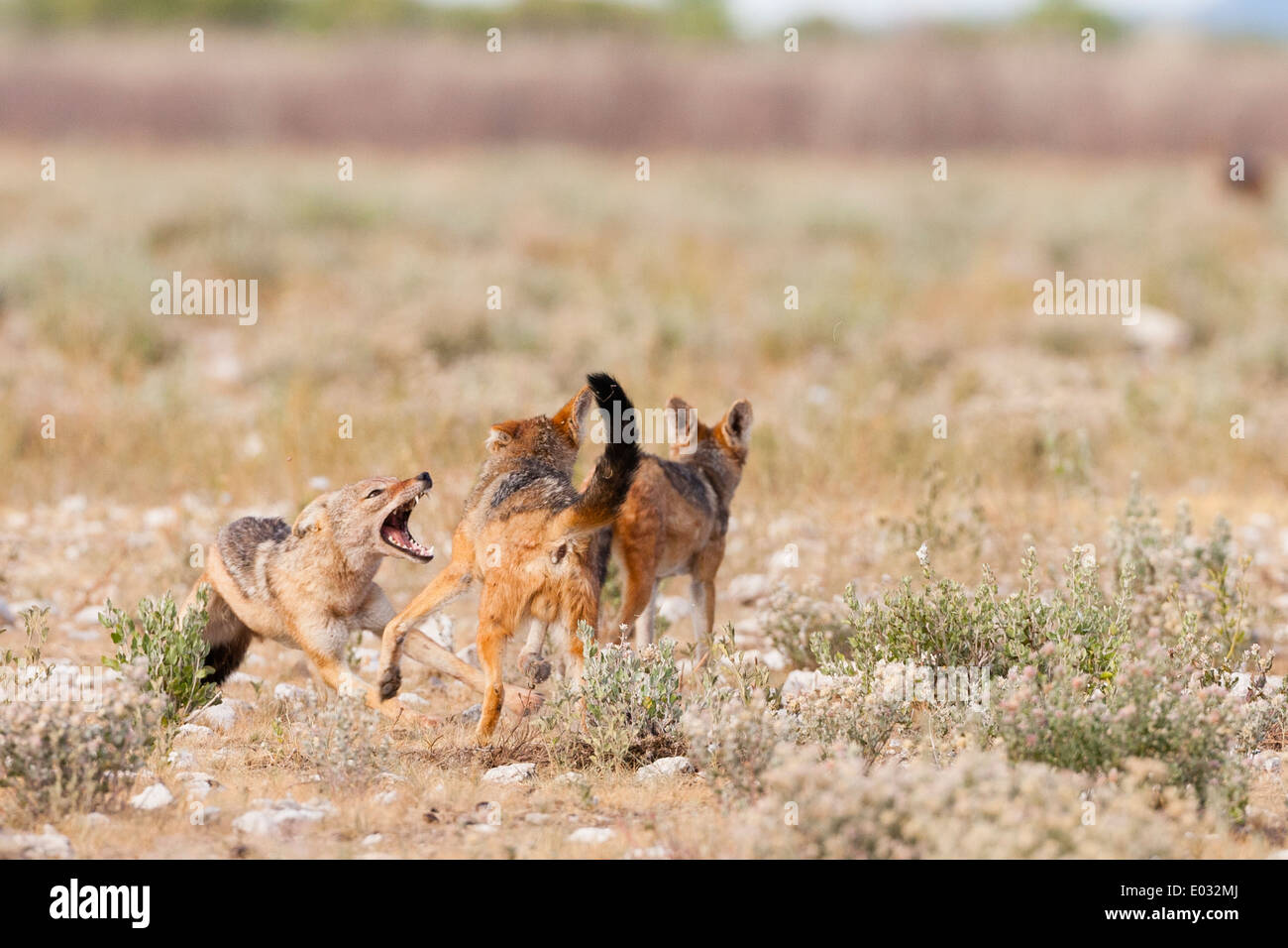 Jackal fighting at carcas hi-res stock photography and images - Alamy