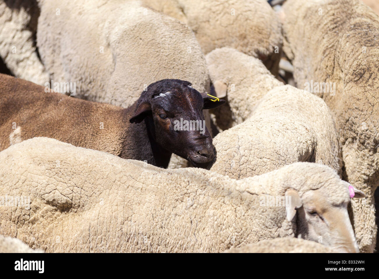 Katanning Saleyard Complex, the largest sheep selling centre in Western ...