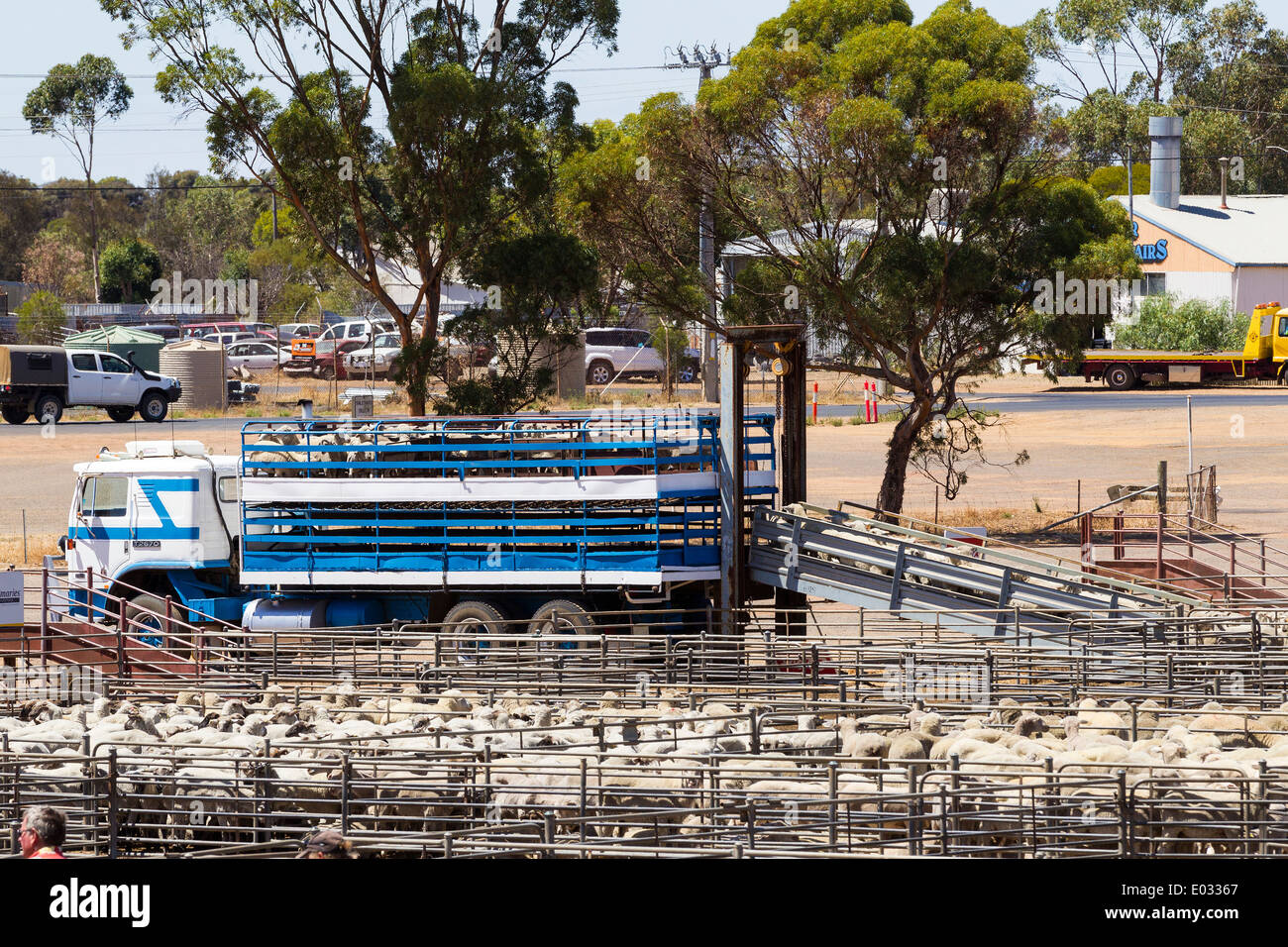 Katanning Saleyard Complex, the largest sheep selling centre in Western ...
