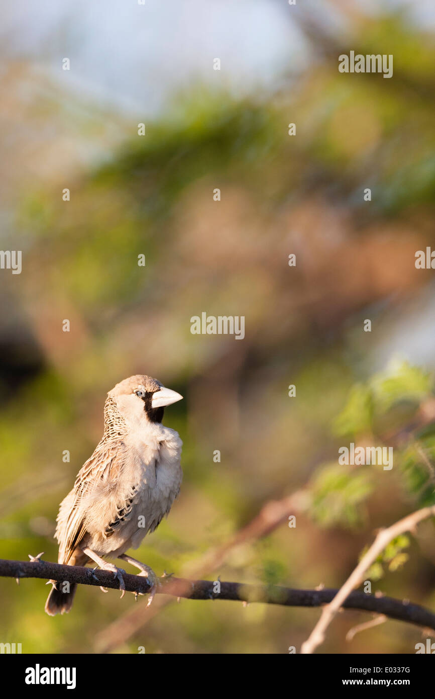 ETOSHA, NAMIBIA Sociable weaver bird (Philetairus socius) in habitat ...