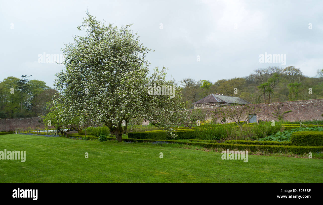 Huge tree with blossoms in springtime at Llanerchaeron walled garden ...