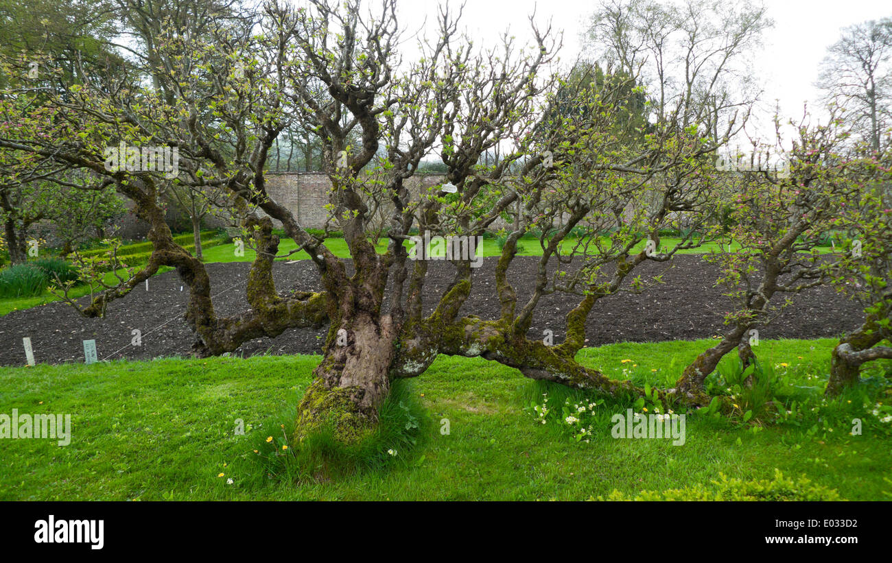Old Apple Tree Orchard