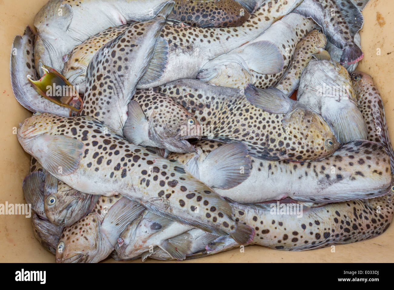 Spotted Wolf fish or Catfish Stock Photo - Alamy