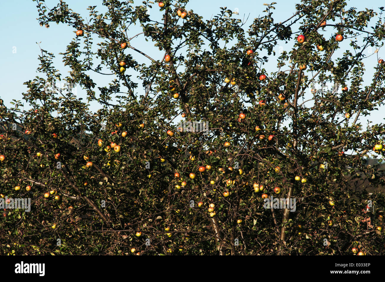 fruit on ripe trees Stock Photo - Alamy