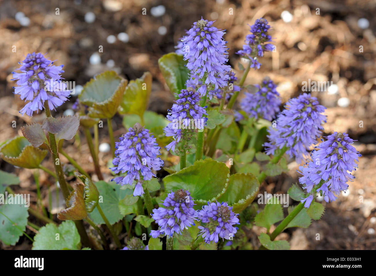 Platycarpa hi-res stock photography and images - Alamy