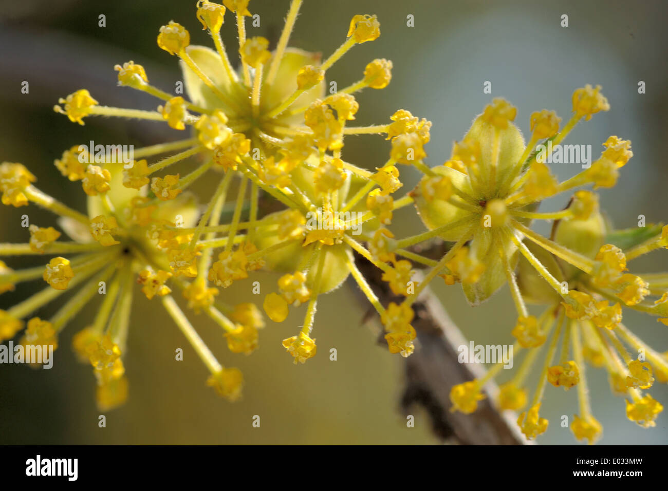 Cornus mas (Cornelian cherry, European cornel or dogwood Stock Photo ...