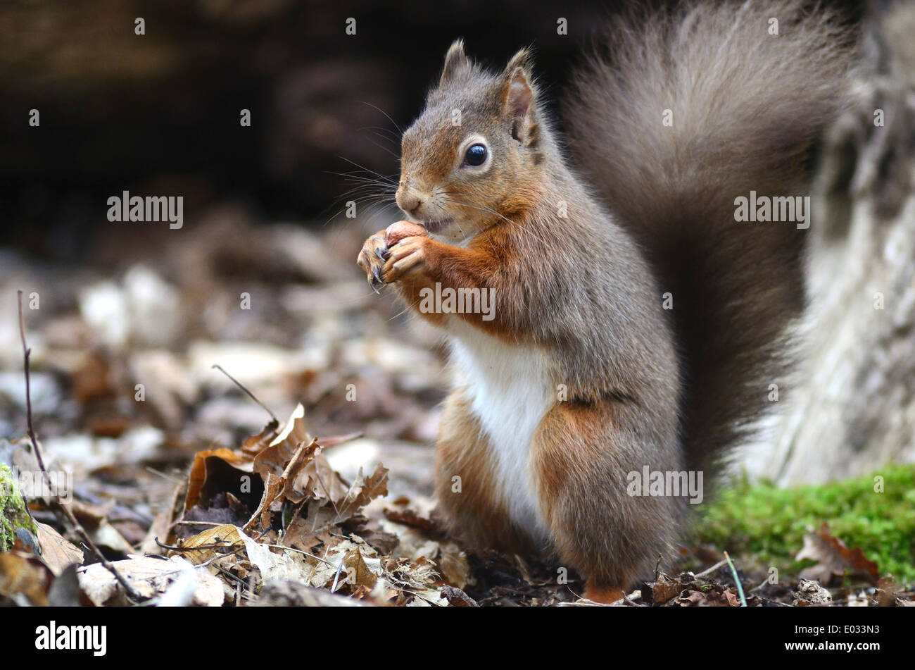 Nut eating animals hi-res stock photography and images - Alamy