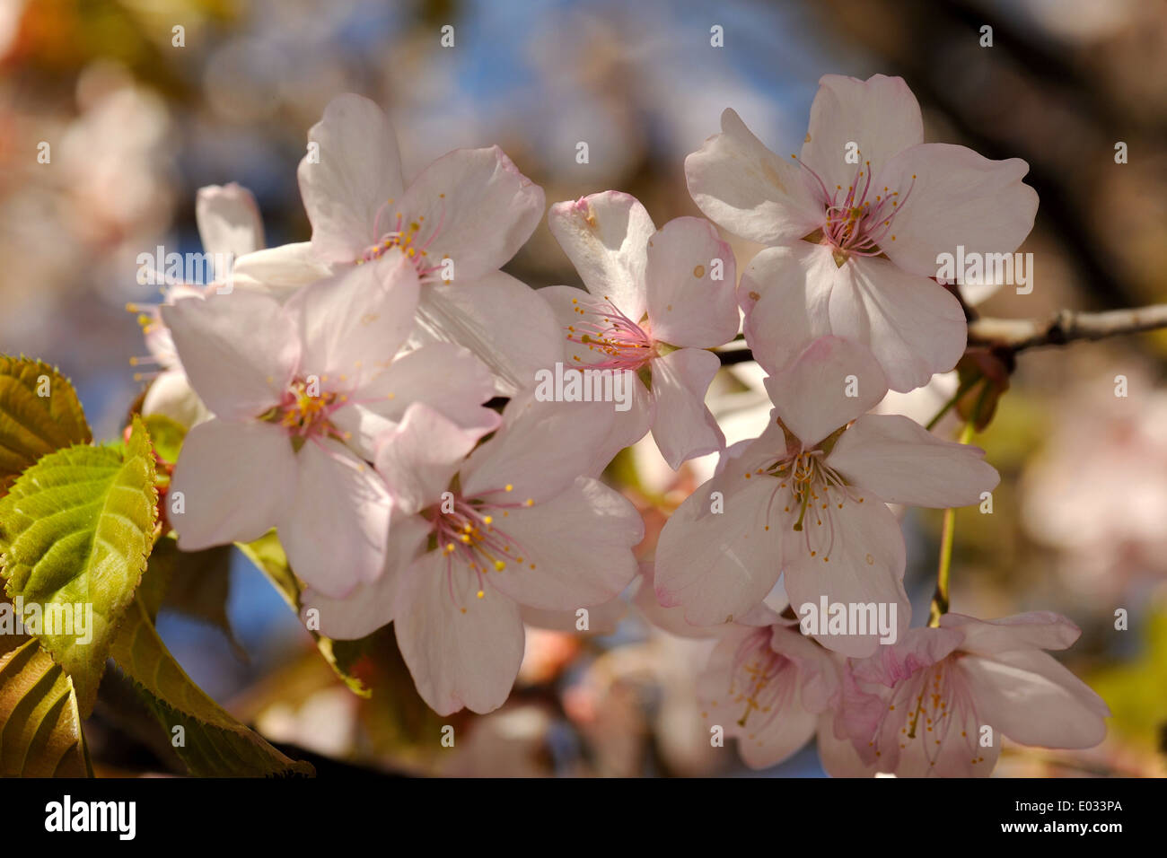 Prunus sargentii, commonly known as Sargent's cherry or North Japanese ...