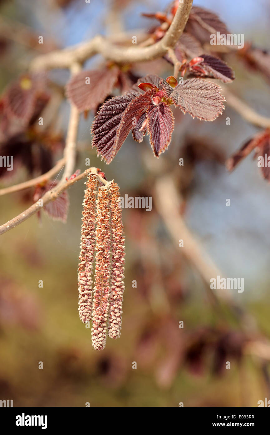 Corylus avellana tree hi-res stock photography and images - Alamy