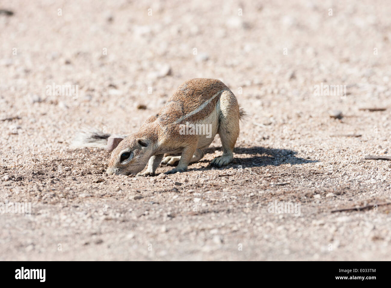 African ground squirrel hi-res stock photography and images - Alamy