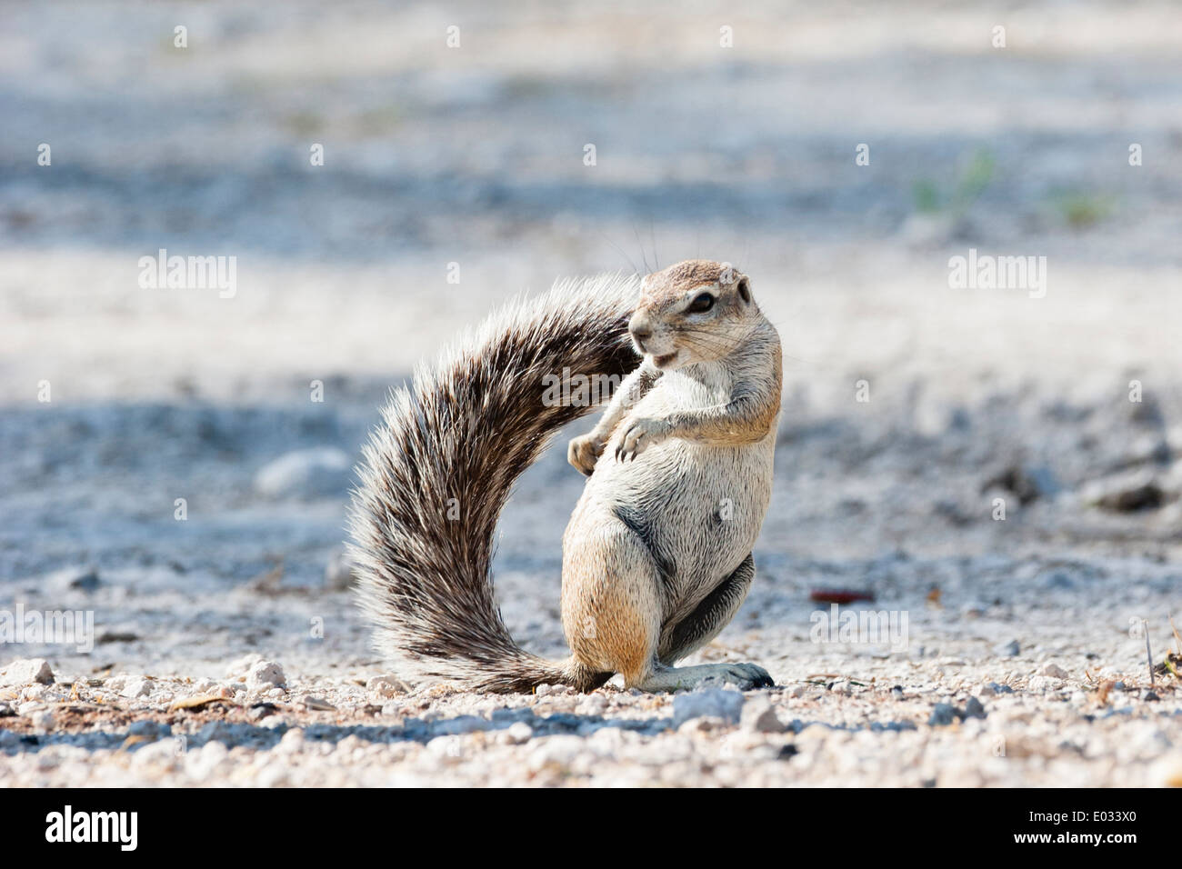 Action pose of squirrel hi-res stock photography and images - Alamy