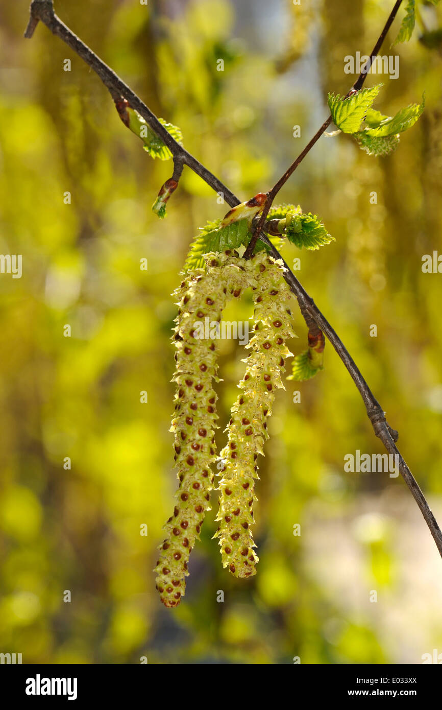 Betula pendula (silver birch) is a species of tree in the family ...