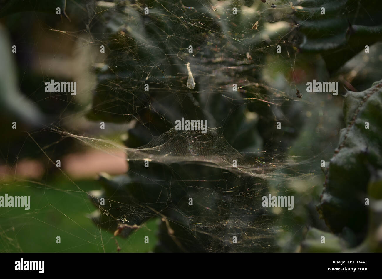 Sack spider hi-res stock photography and images - Alamy