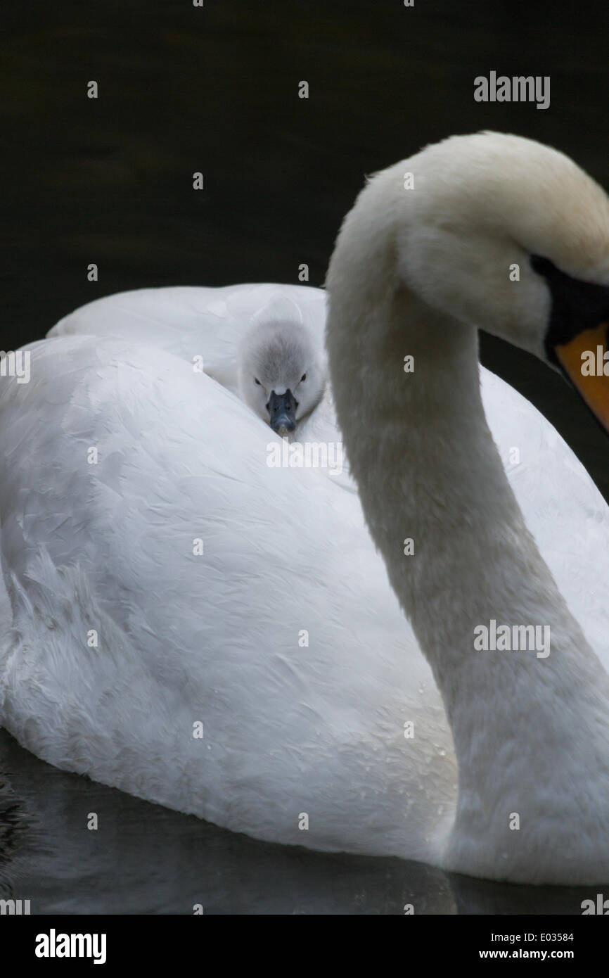 Day old mute swan cygnet riding on the back of its mother, Wapping ...