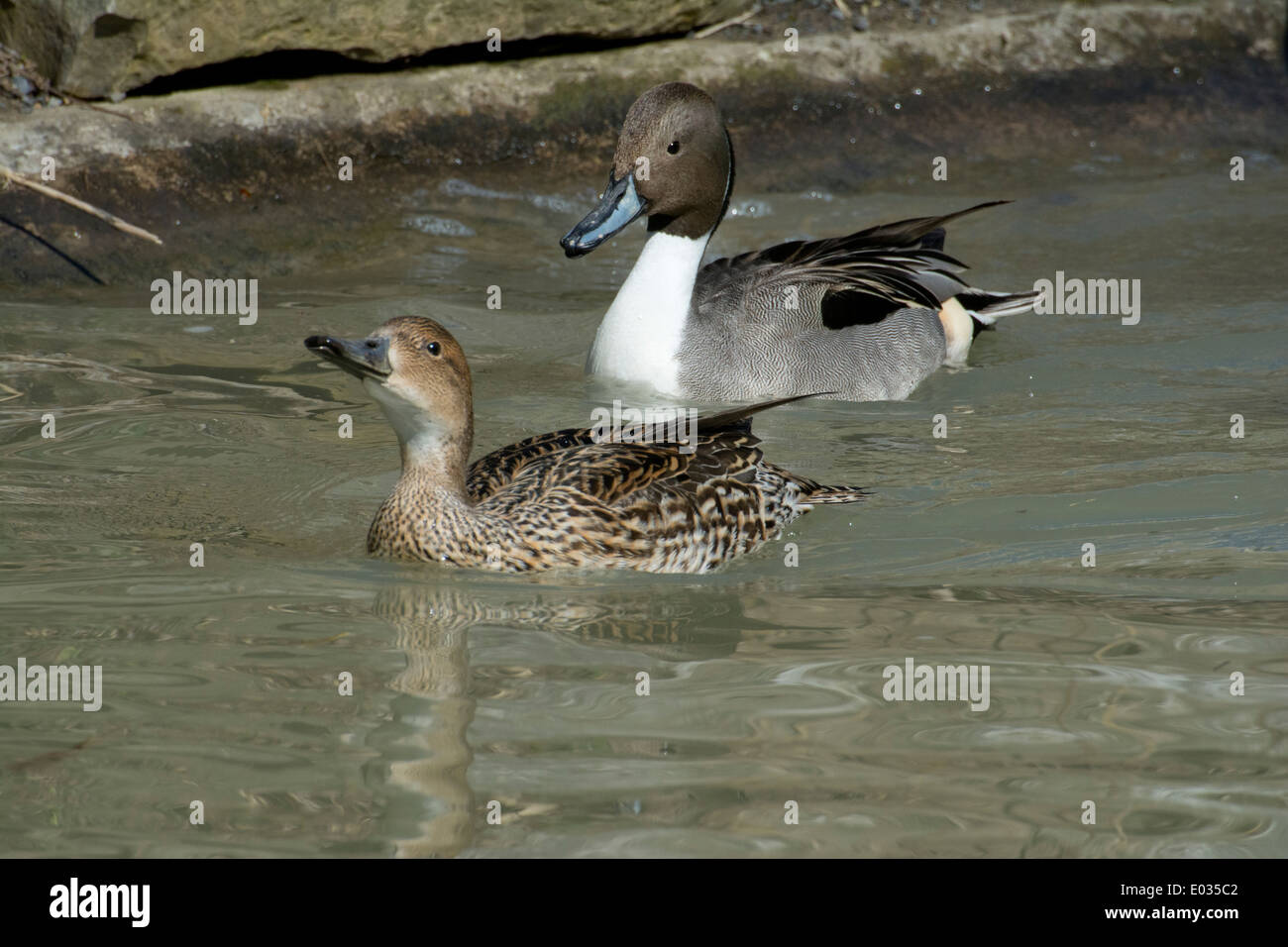 Pintail male and female hi-res stock photography and images - Alamy