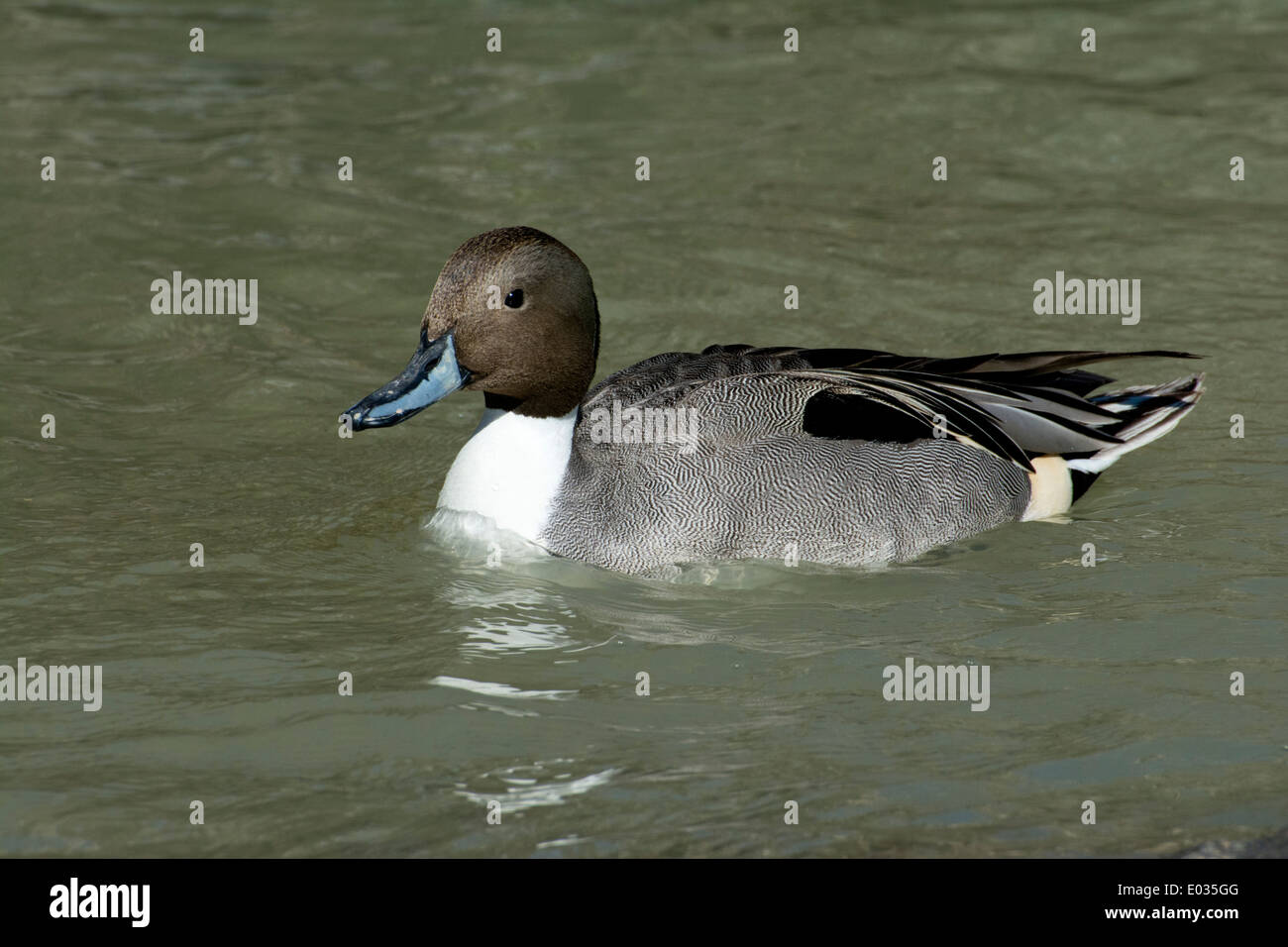 Northern pintail duck hi-res stock photography and images - Alamy
