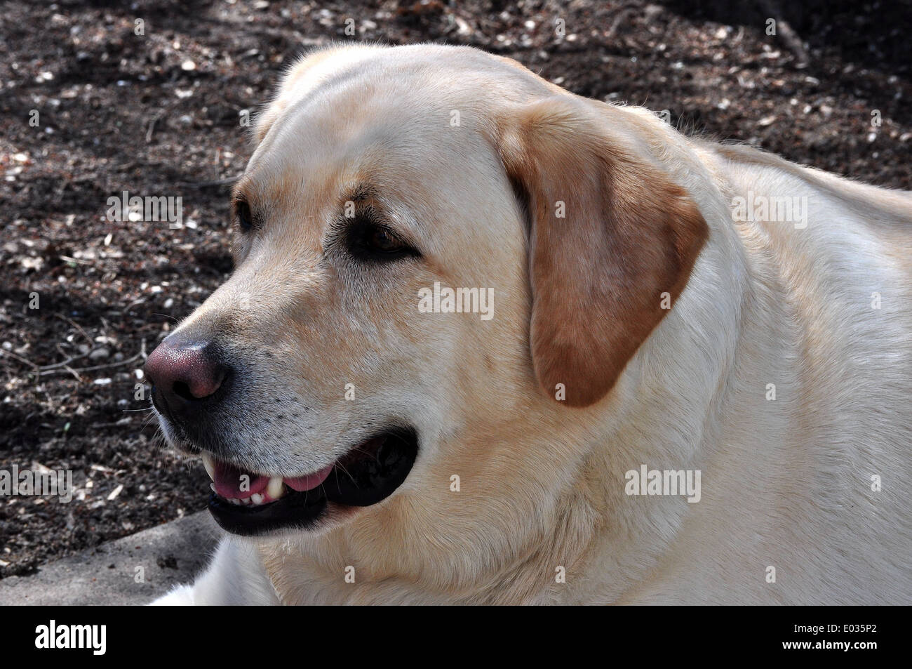 Yellow Labrador Retriever Stock Photo - Alamy