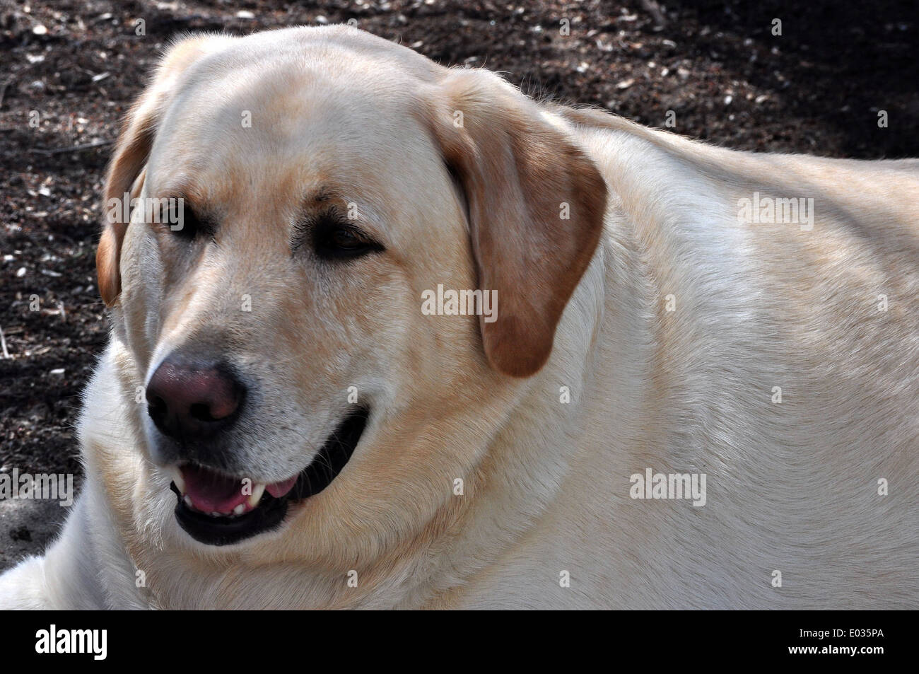Yellow Labrador Retriever Stock Photo - Alamy