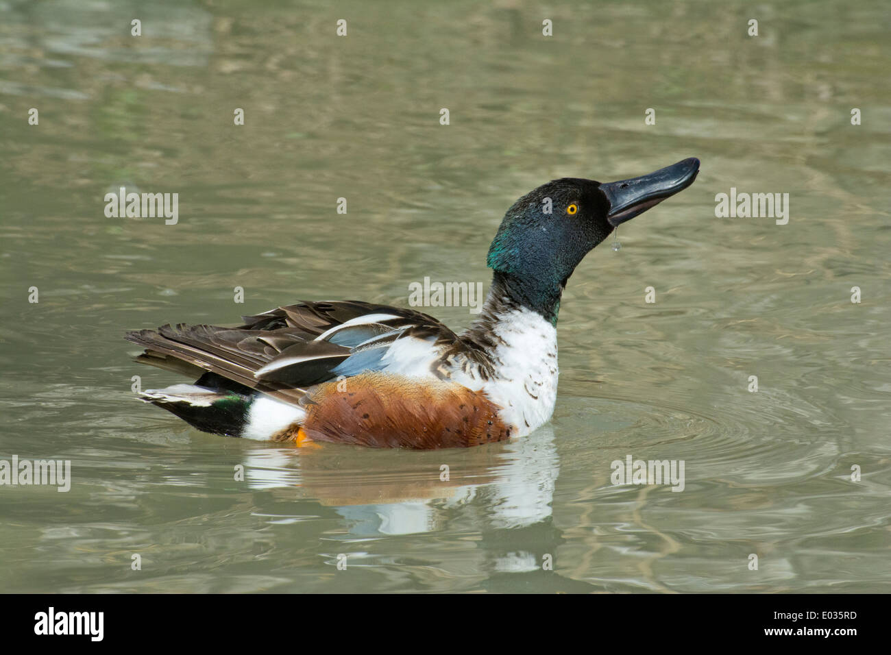 A male Northern Shoveler Duck Stock Photo - Alamy