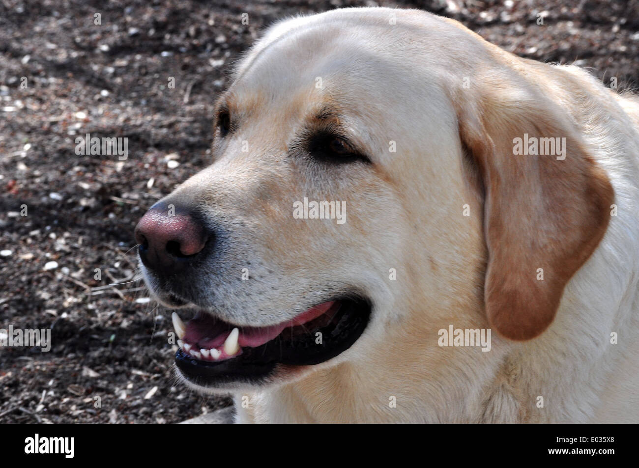 Purebred retriever hi-res stock photography and images - Alamy