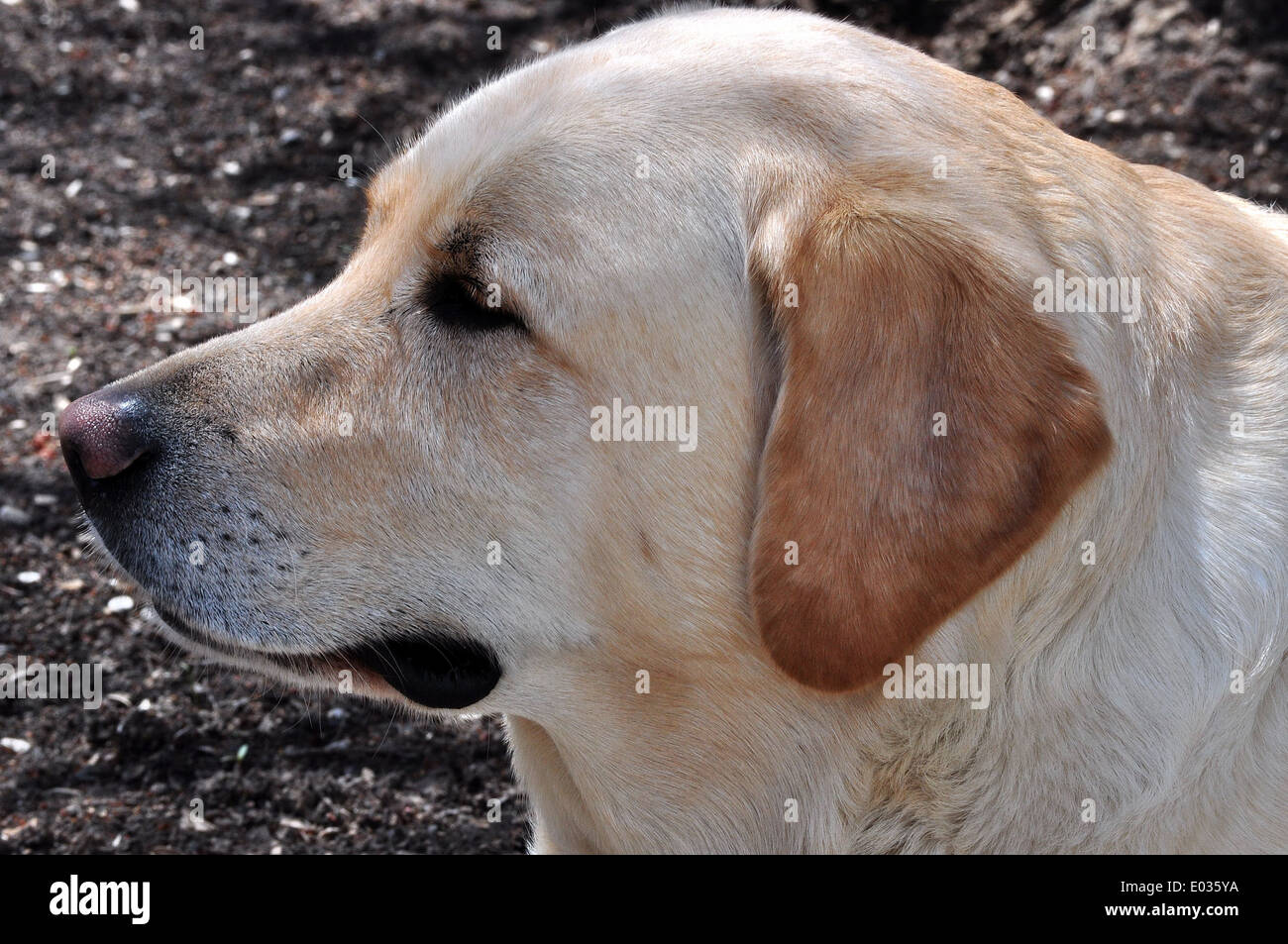 Purebred retriever hi-res stock photography and images - Alamy
