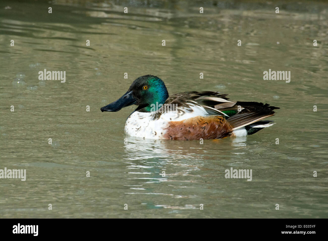 A male Northern Shoveler Duck Stock Photo - Alamy