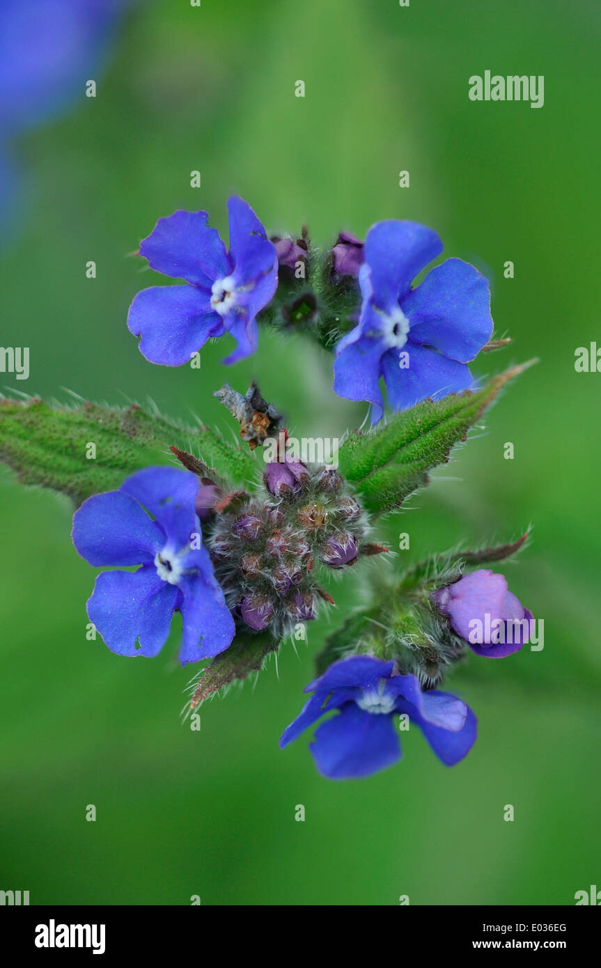 Green alkanet hi-res stock photography and images - Alamy