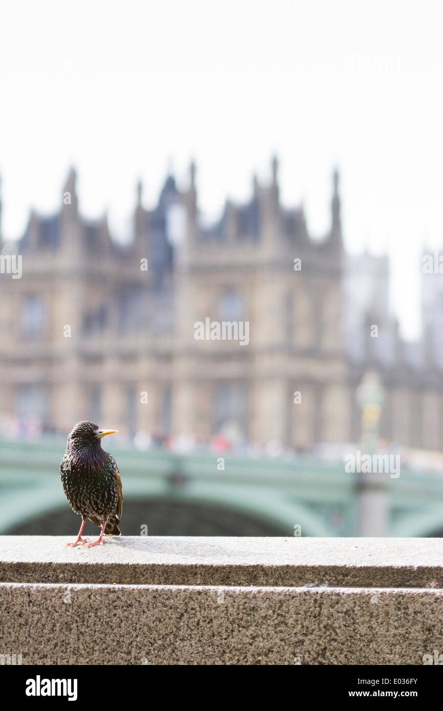 LONDON, UK Starling in front of the Houses of Parliament Stock Photo ...