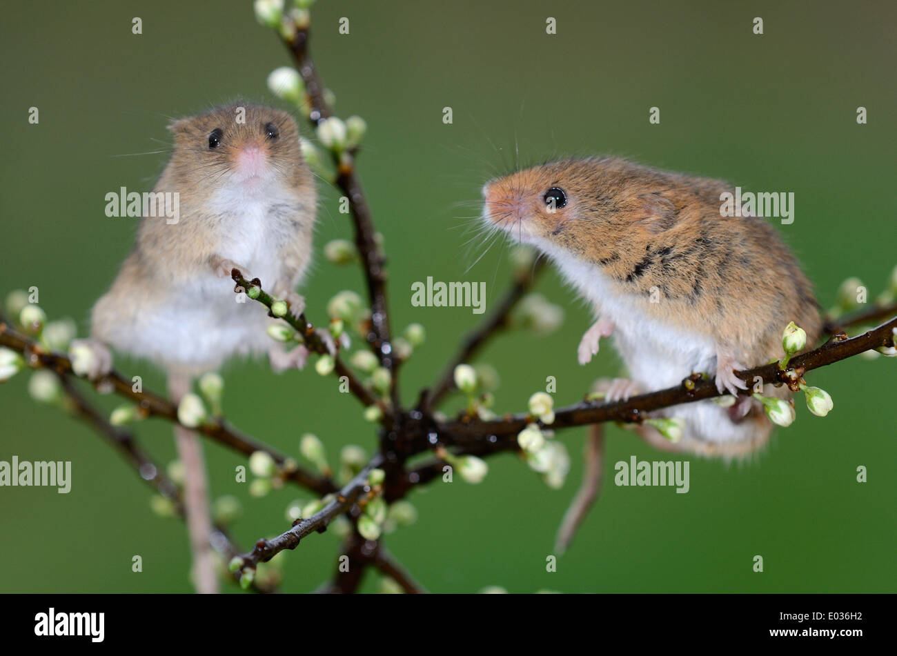 Mammals Mice High Resolution Stock Photography and Images - Alamy