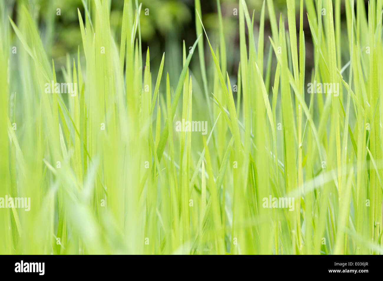 light green spring grass background Stock Photo - Alamy